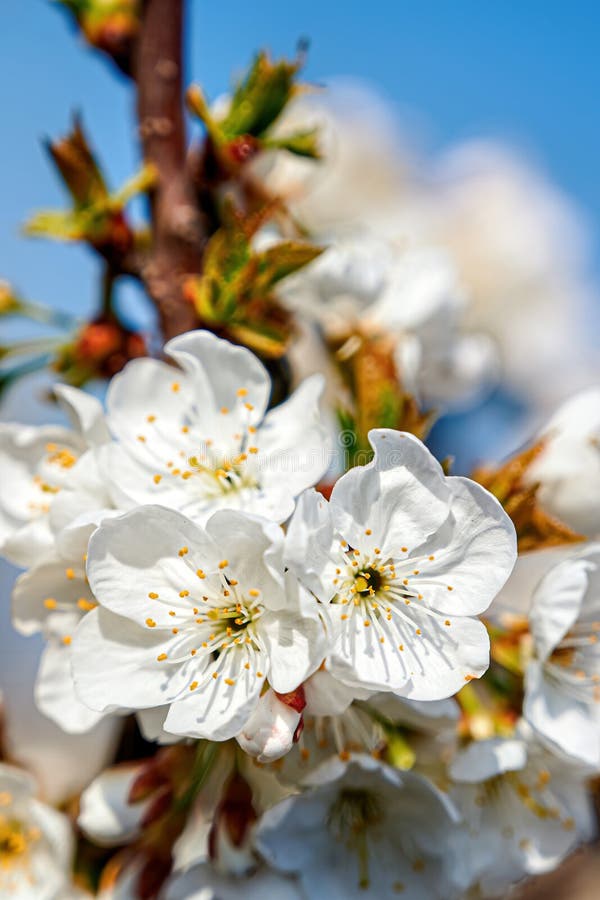 Flowering Fruit Tree in Moldova Stock Image - Image of beautiful ...