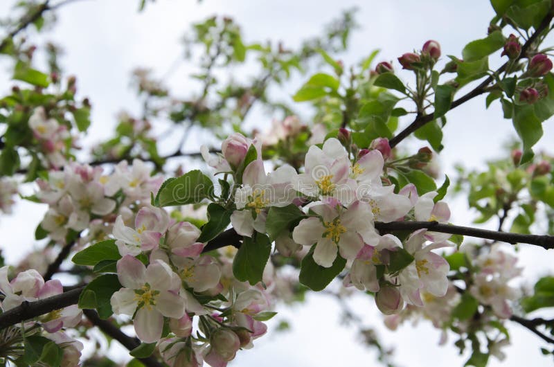Flowering of fruit tree stock image. Image of bush, botany - 91509309