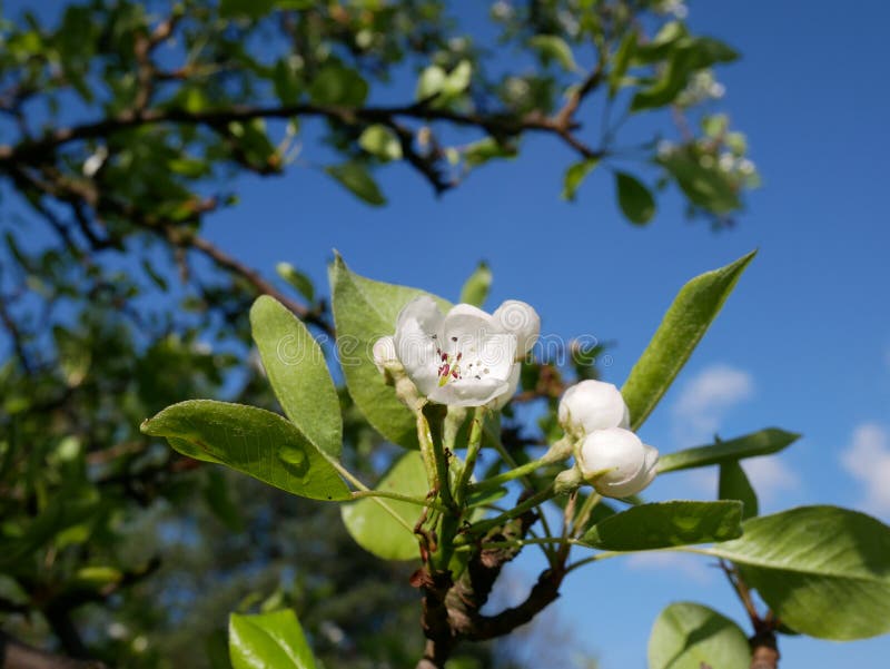 Flowering of Fruit Trees in Early Spring. Delicate Pink Flowers of Pear ...