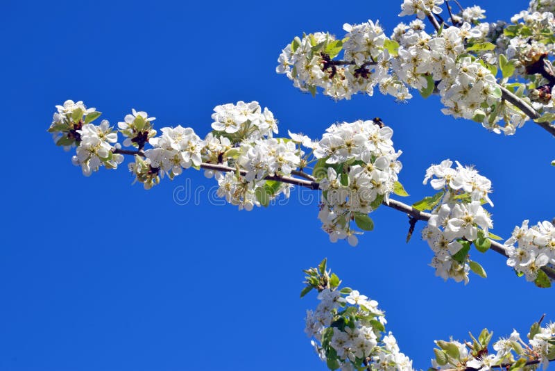 Flowering of fruit trees stock photo. Image of flowering - 180078690