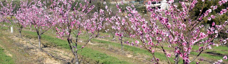 Flowering of fruit trees stock photo. Image of nature - 180078716