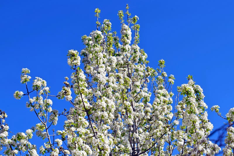 Flowering of fruit trees stock photo. Image of vegetation - 180078758
