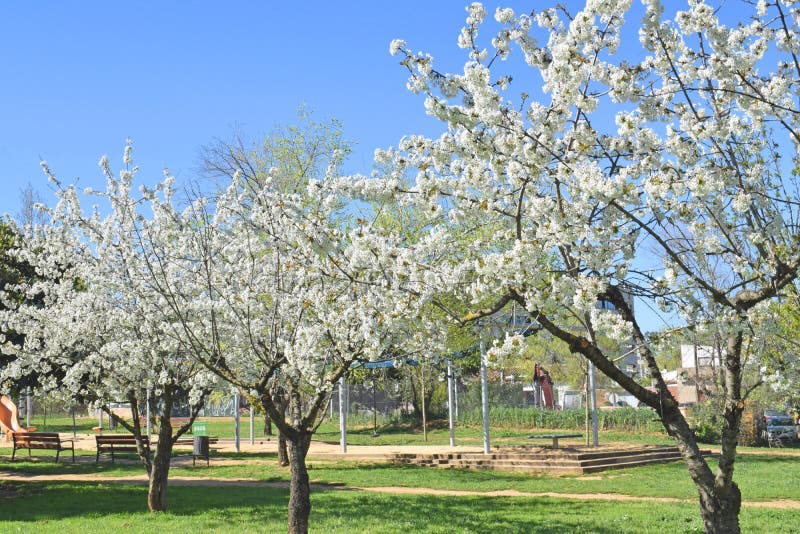 Flowering of fruit trees stock photo. Image of pollination - 180078764