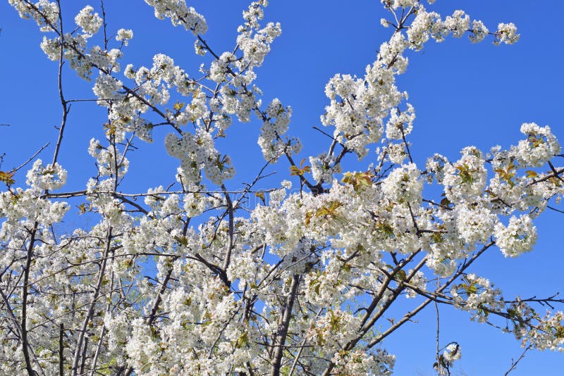 Flowering of fruit trees stock image. Image of trees - 180078769