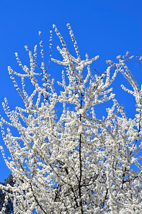 Flowering of fruit trees stock photo. Image of landscapes - 180078774