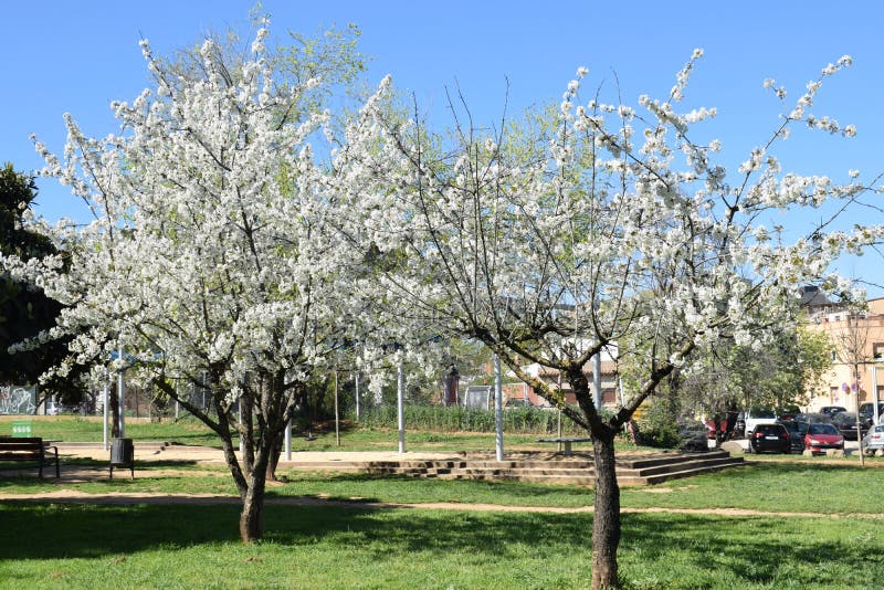 Flowering of fruit trees stock image. Image of nature - 180078777