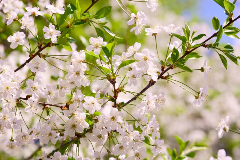 Flowering Fruit Trees, Spring, Flowers of Apple and Cherry, Botanical ...