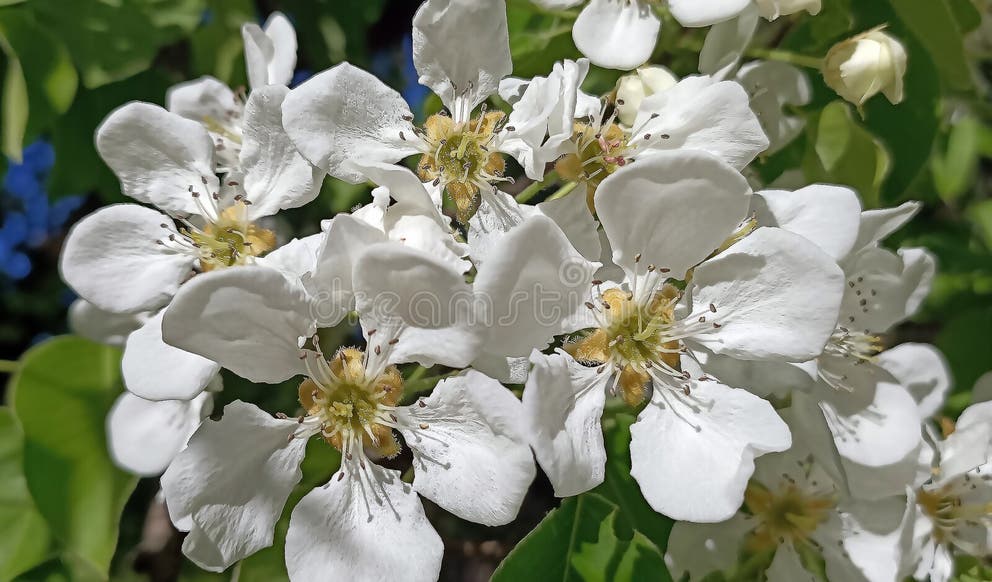 Flowering Fruit Trees in Spring Stock Image - Image of wild, blossomed ...