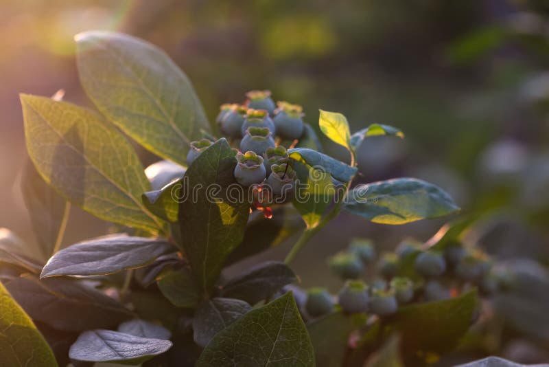 Flowering and Fruiting Blueberries. Unripe Blueberries in the Garden ...