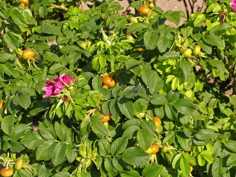 Flowering and Fruiting Bushes of Briar Stock Image - Image of green ...
