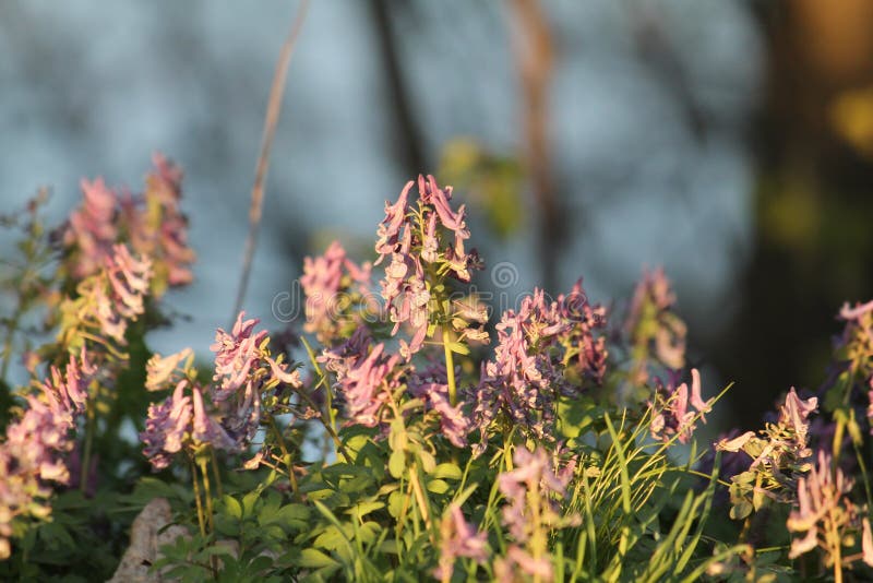 Flowering Fumewort Corydalis Solida Plants in Forest Stock Photo ...