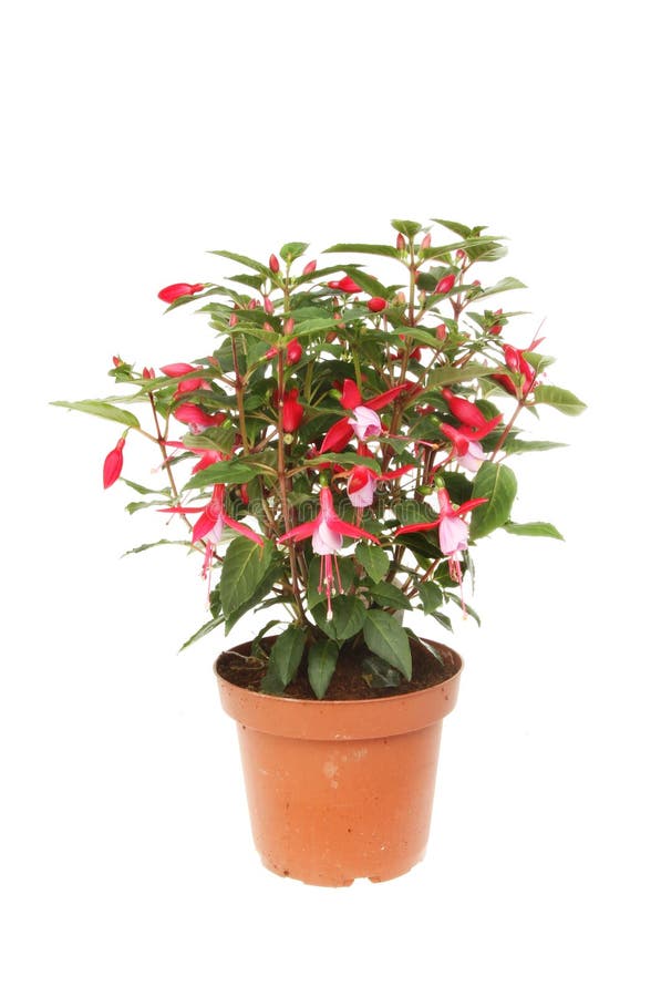 Fuscia stock image. Image of bright, purple, spring, flower - 4293353