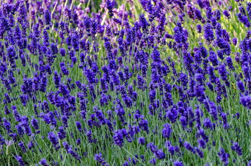 Flowering Garden with Lavender in Spring Stock Image - Image of ...