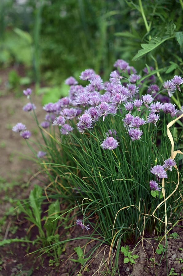 Flowering Garden Plant a Shallot Stock Photo - Image of flora, onions ...