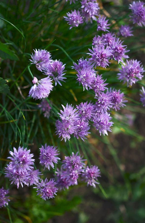 Flowering Garden Plant a Shallot Stock Image - Image of isolate ...