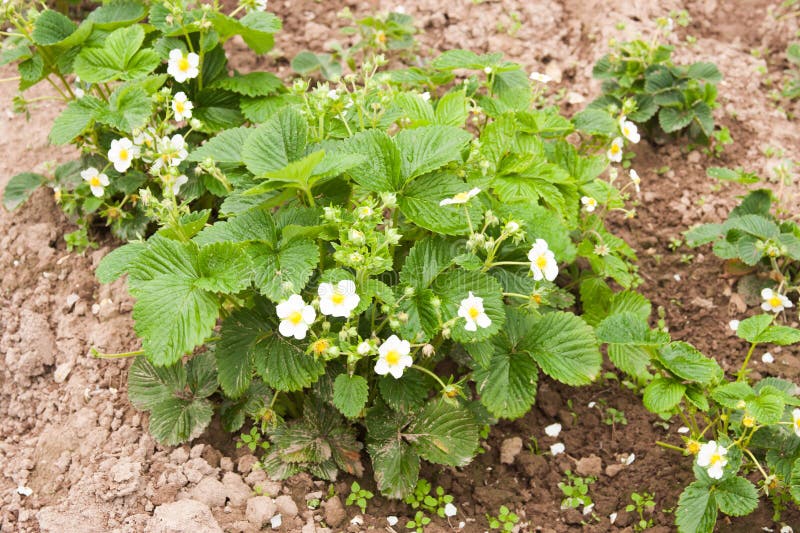 A Flowering Garden Strawberry Stock Image - Image of sheet, summer ...