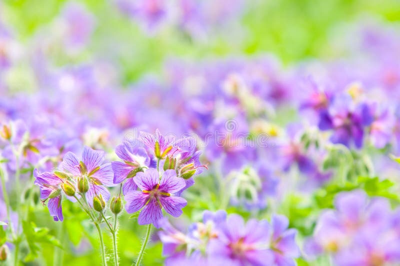 Flowering geranium stock photo. Image of flower, grow - 9940100