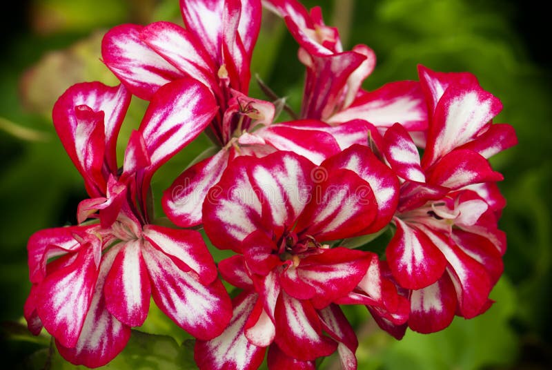 Flowering geranium stock photo. Image of beauty, closeup - 31404710