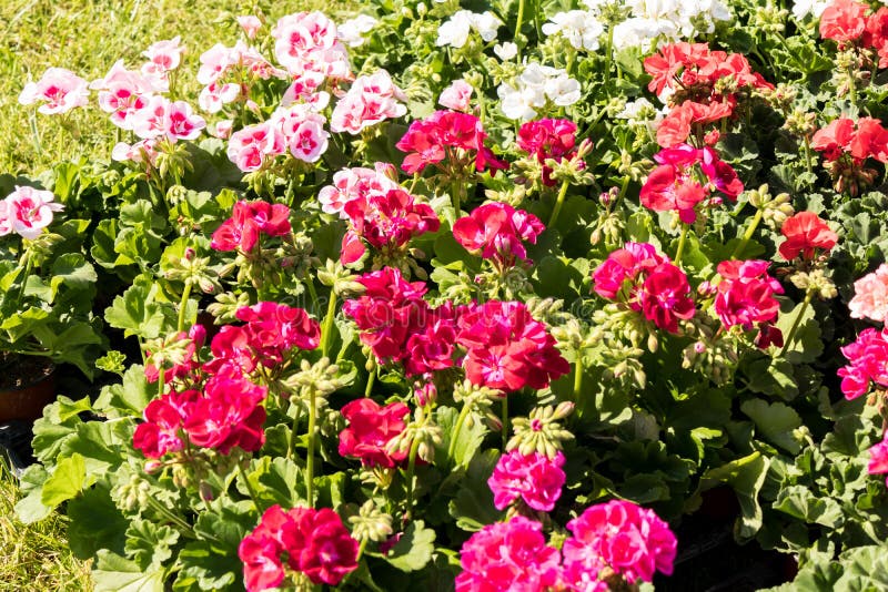 Flowering Geraniums in a Spring Flower Market Stock Photo - Image of ...
