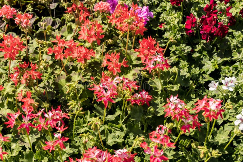 Flowering Geraniums in a Spring Flower Market Stock Photo - Image of ...