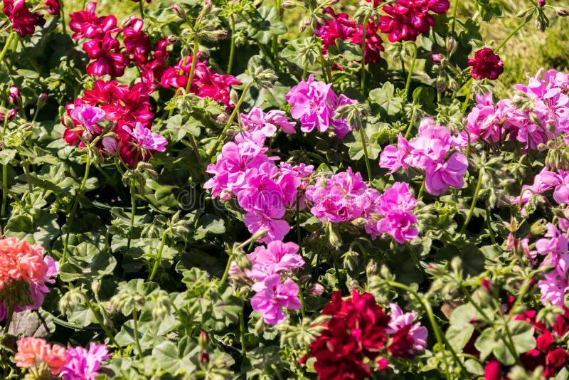 Flowering Geraniums in a Spring Flower Market Stock Image - Image of ...