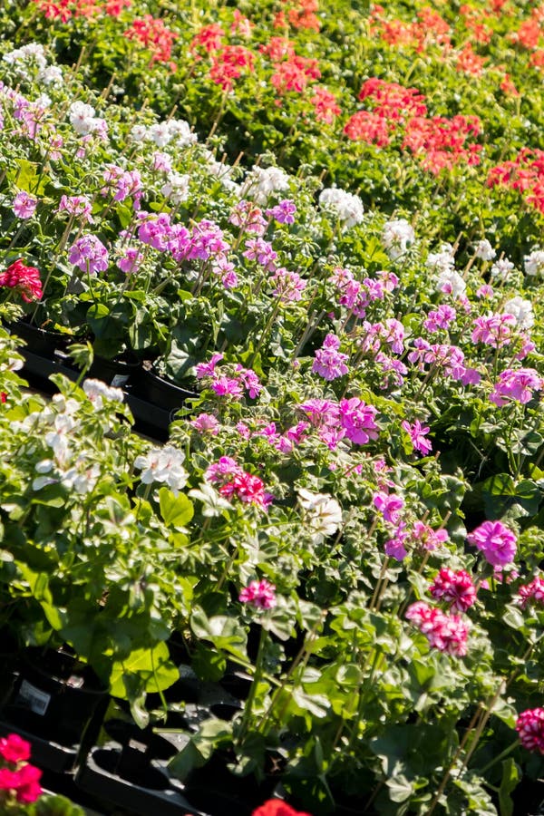 Flowering Geraniums in a Spring Flower Market Stock Photo - Image of ...