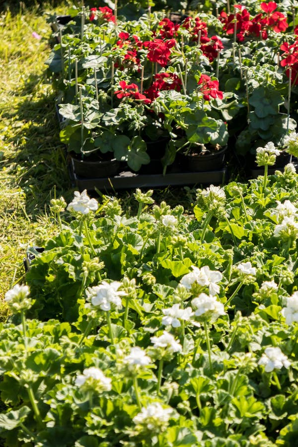 Flowering Geraniums in a Spring Flower Market Stock Photo - Image of ...