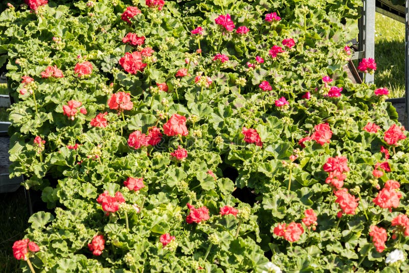 Flowering Geraniums in a Spring Flower Market Stock Photo - Image of ...