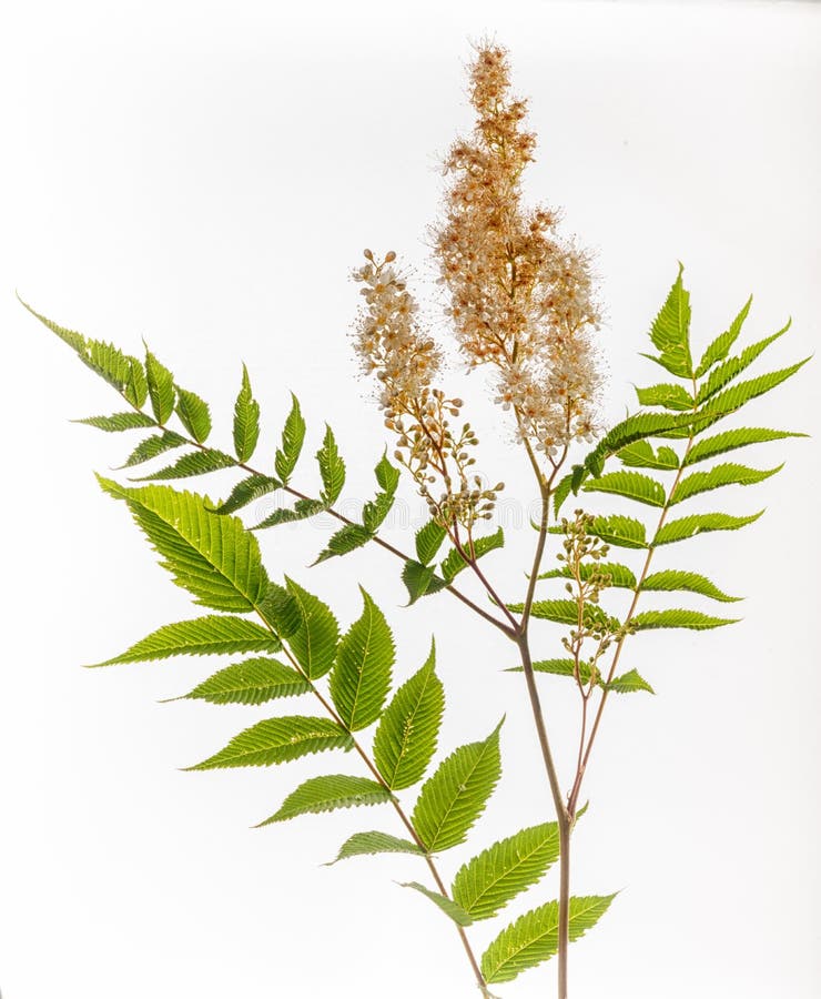 Goat`s Beard - Aruncus Dioicus Stock Image - Image of bloom, backdrop ...
