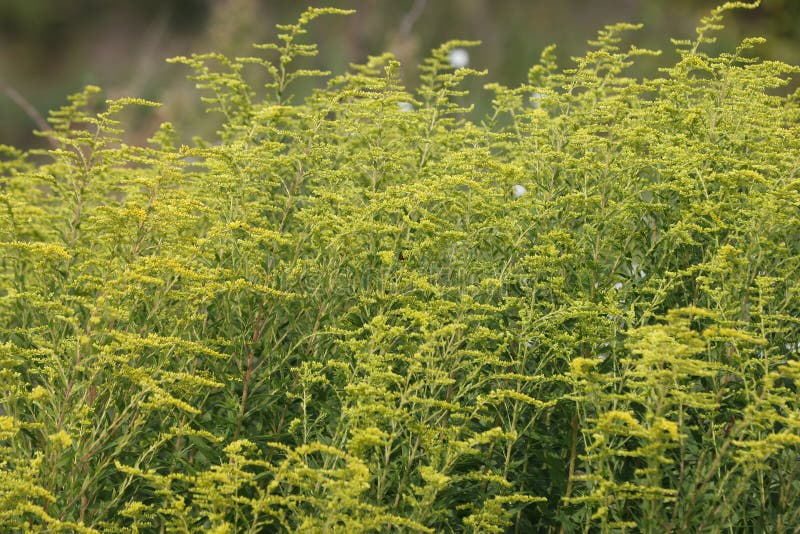 Flowering goldenrod plant stock photo. Image of green - 272035022