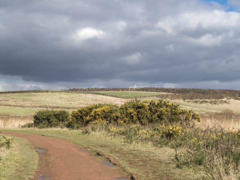 Flowering Gorse and Fields Below a Grey Cloudy Sky Stock Image - Image ...