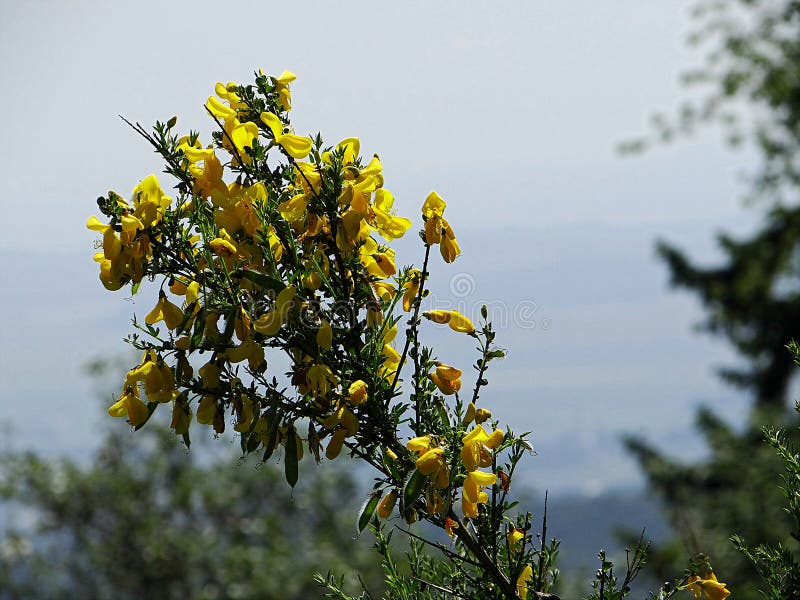 Flowering gorse stock image. Image of green, close, floral - 120868609
