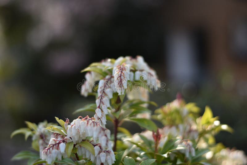 Flowering Grape Heather (Leucothoe) in a Flower Bed Stock Image - Image ...