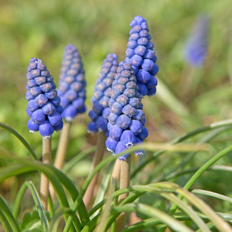 Flowering Grape Hyacinths, Muscari, in Spring Stock Photo - Image of ...