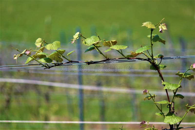 Flowering Grape Vine stock photo. Image of agriculture - 117023920