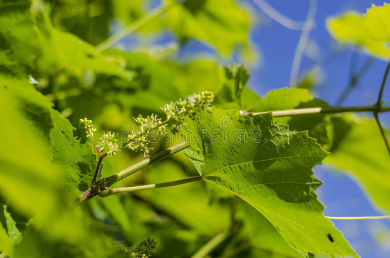 Flowering of grapes stock photo. Image of fresh, bunch - 119257978