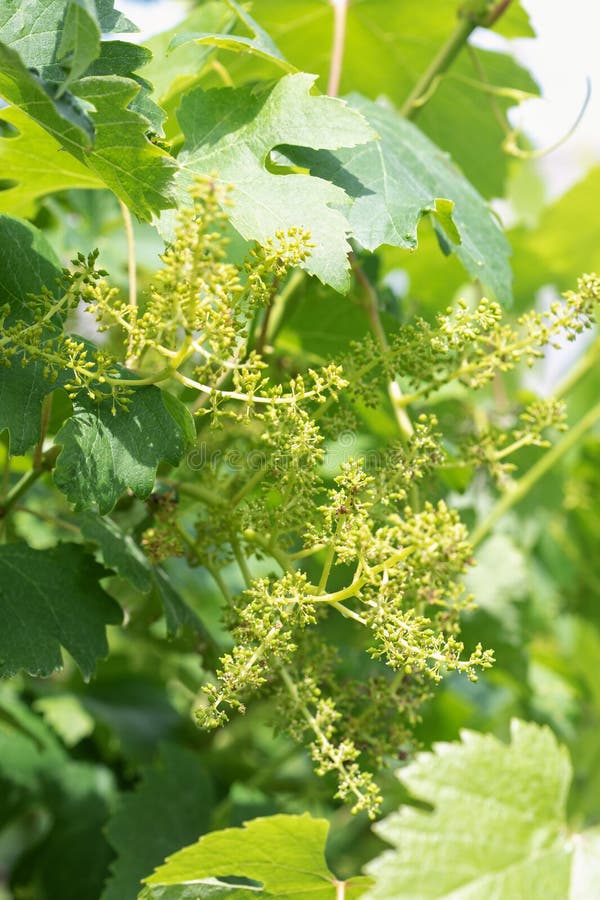 Flowering Grapes. Growing Grapes in the Garden Stock Photo - Image of ...
