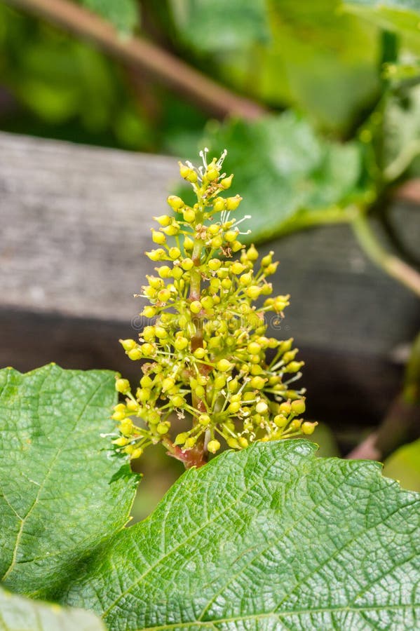 Flowering of Grapevine, Green Flowers of Grape, Flowering Vine Stock ...