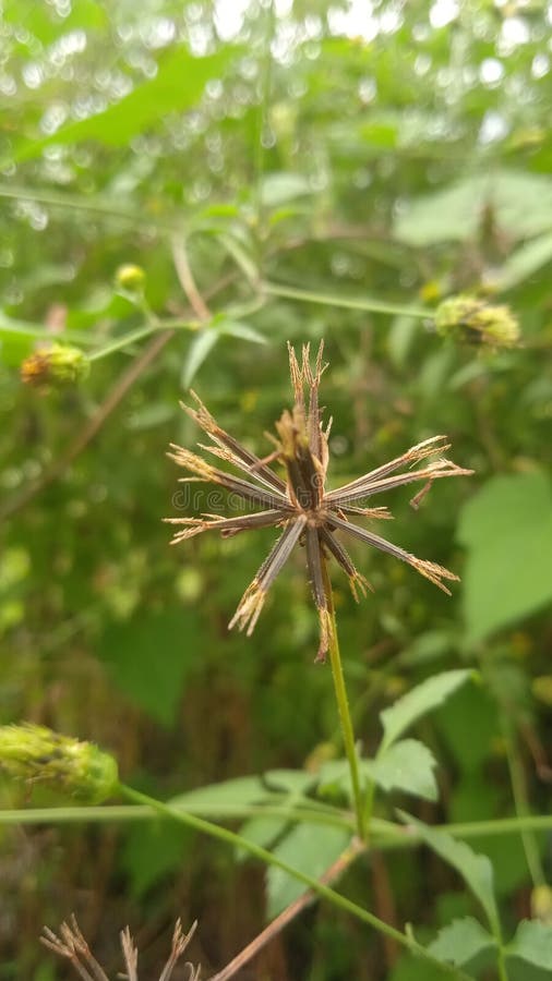 Flowering Grass among the Bushes Stock Image - Image of meadow, food ...