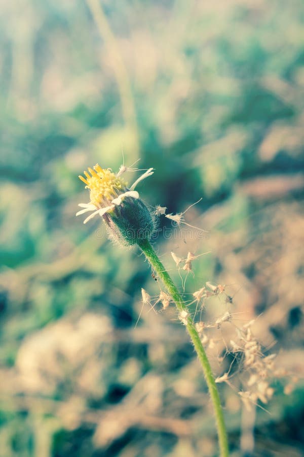 Flowering Grass,vintage Style Color. Stock Photo - Image of landscape ...