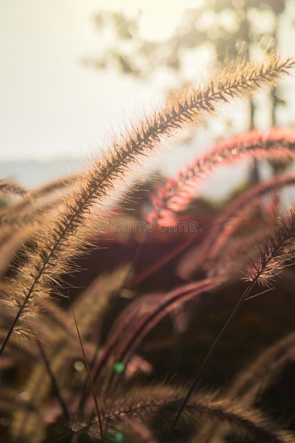 Flowering Grass, Vintage Style Light Stock Image - Image of stalk ...