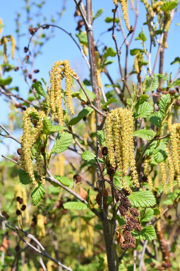 Flowering Gray Alder Alnus Incana Stock Photo - Image of common ...
