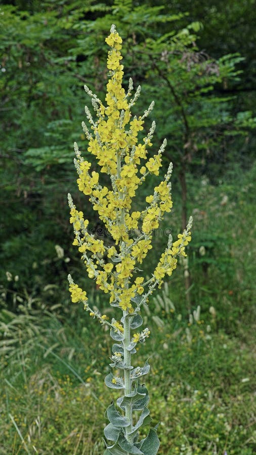 Flowering of the Great Mullein Stock Photo - Image of botany, flowering ...