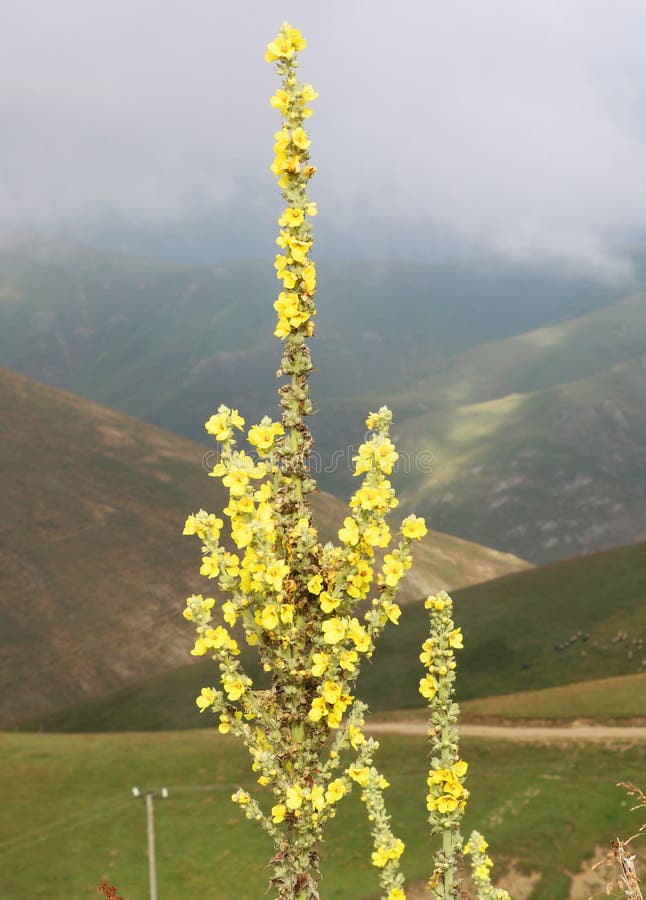 Flowering of the Great Mullein Stock Photo - Image of mullein, burrows ...