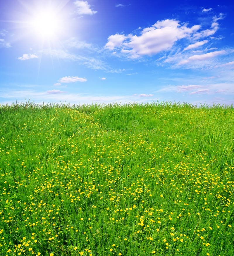 Flowering Green Field and Sun Sky Stock Image - Image of grass, nature ...