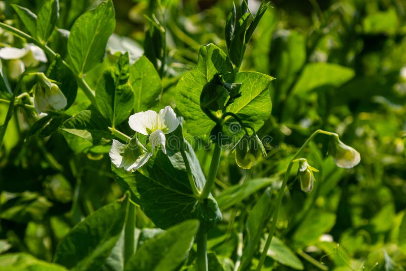 Flowering Green Peas and Beetle Pest Pea Weevil Bruchus Stock Image ...