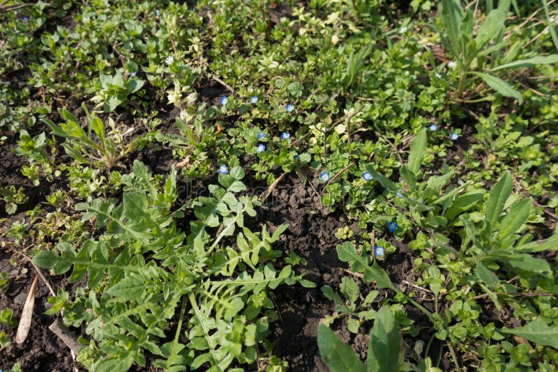 Flowering Grey Field Speedwell in the Meadow Stock Photo - Image of ...