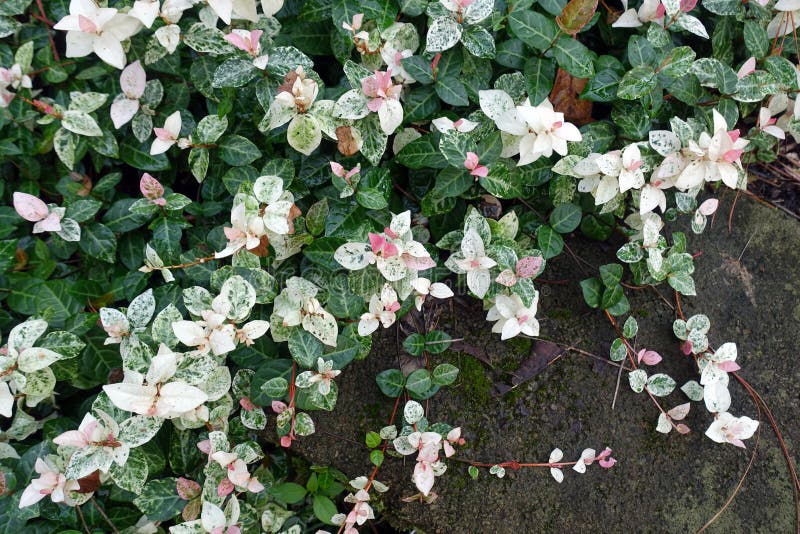 Flowering Ground Cover Plants in the Spring Bed. Pink Carnations, White ...