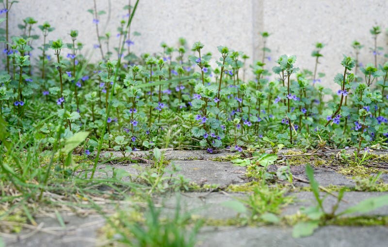 Flowering Ground Cover Plants in the Spring Bed. Pink Carnations, White ...