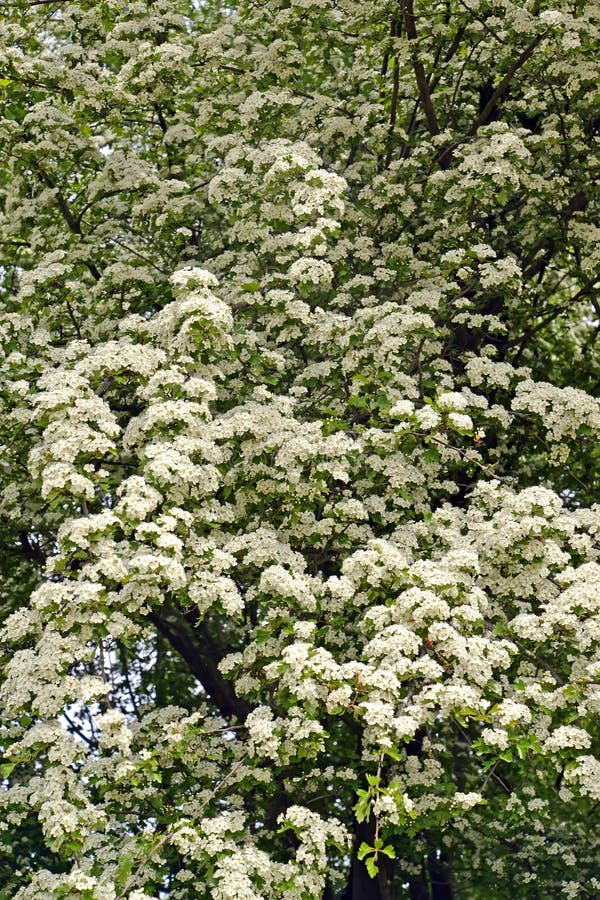 The Flowering of Hawthorn is Monopestic (Crataegus Monogyna Jacq ...